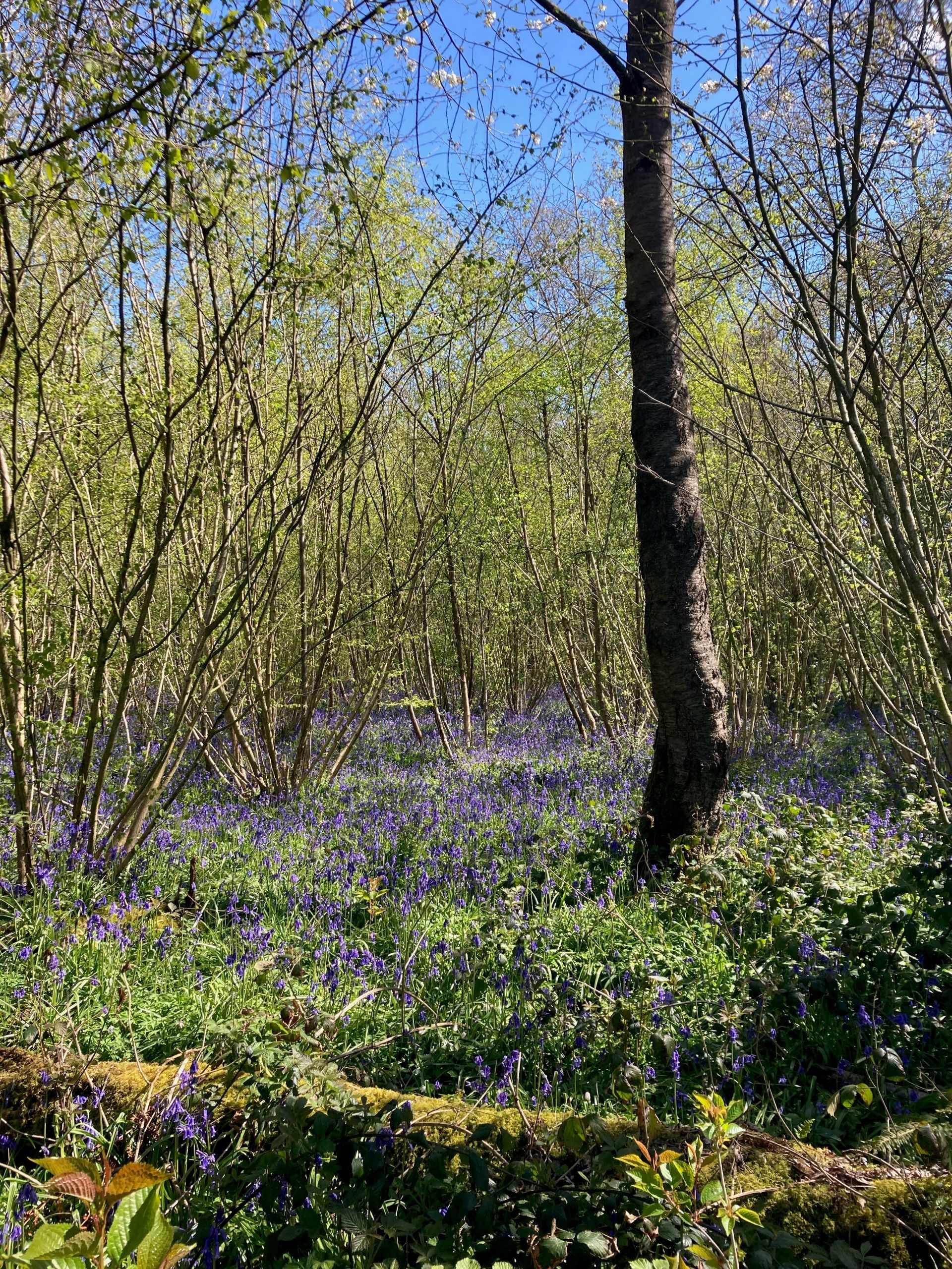 Felland Copse or Viewpoint