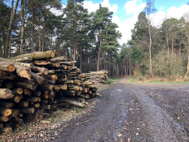 Angley Wood, Cranbrook - 10am