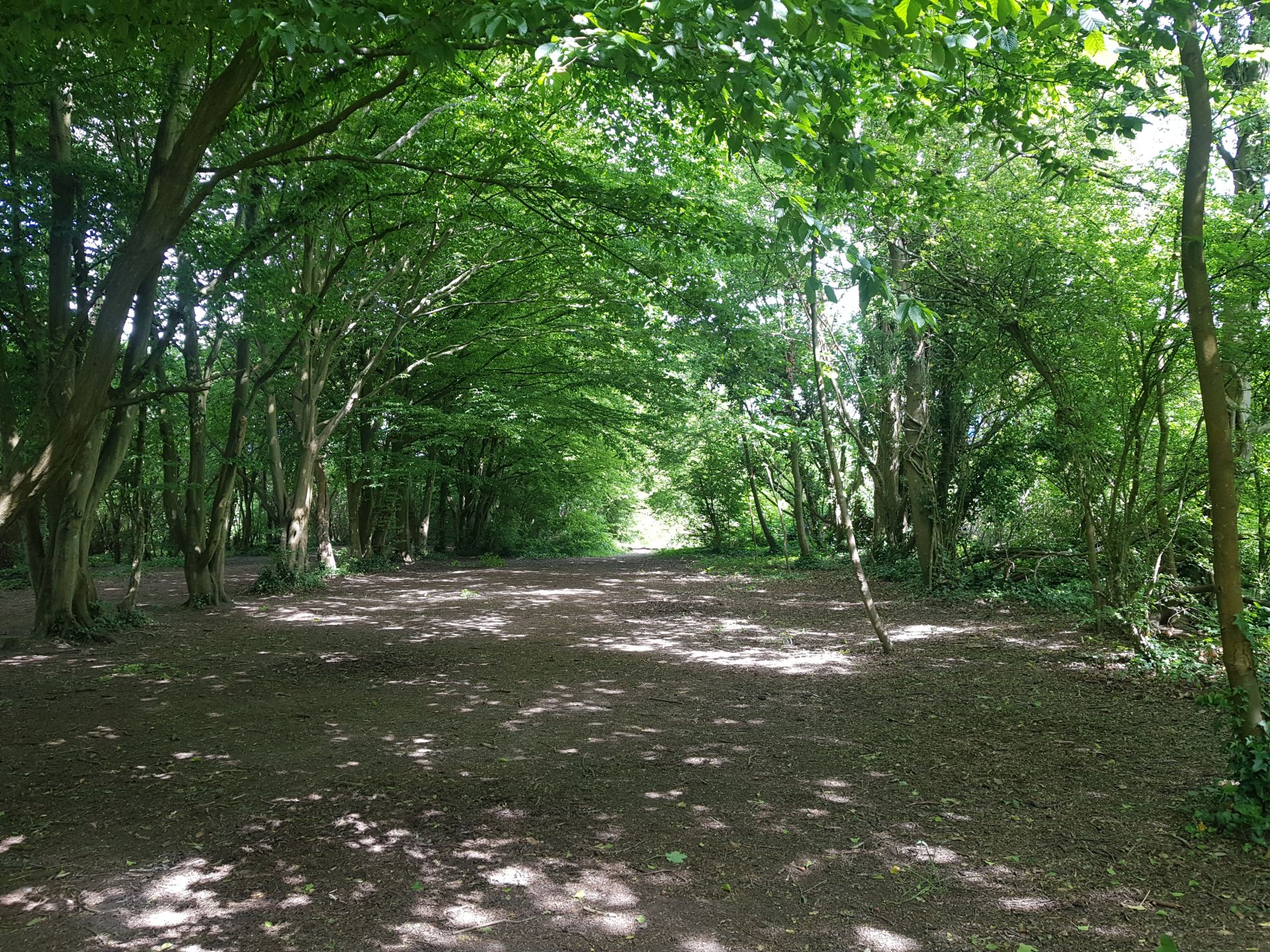 Hilsea Lines - Forest walk
