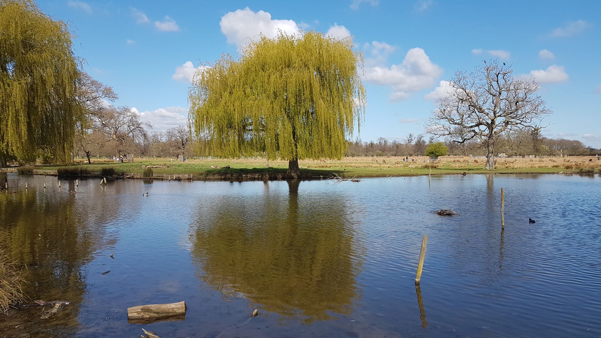 Heron and Leg O'Mutton ponds