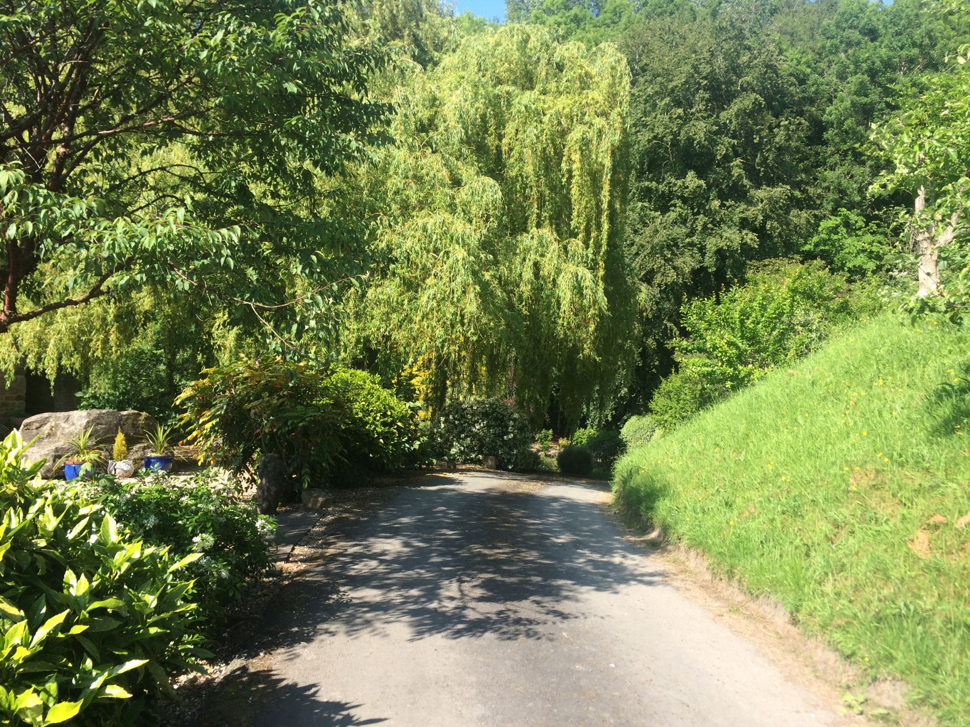 29 Jun - Glyn Morlas and Bramble Wood - Ramblers