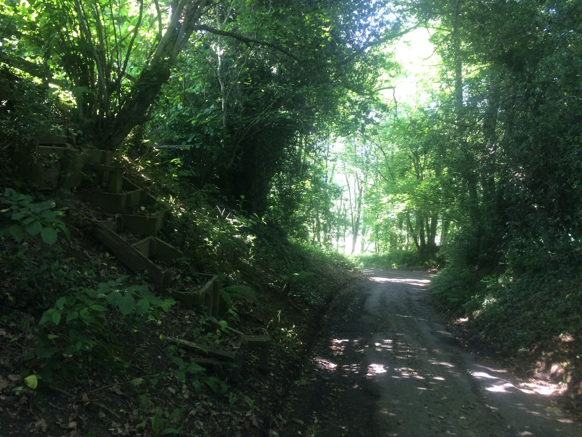 29 Jun - Glyn Morlas and Bramble Wood - Ramblers
