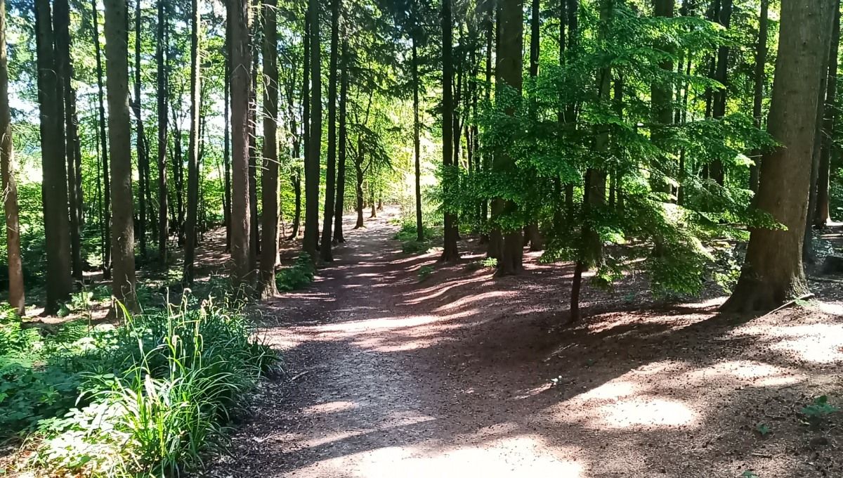 FAIR OAK CIRCULAR - THURSDAY 22 JUNE 2023 - Ramblers