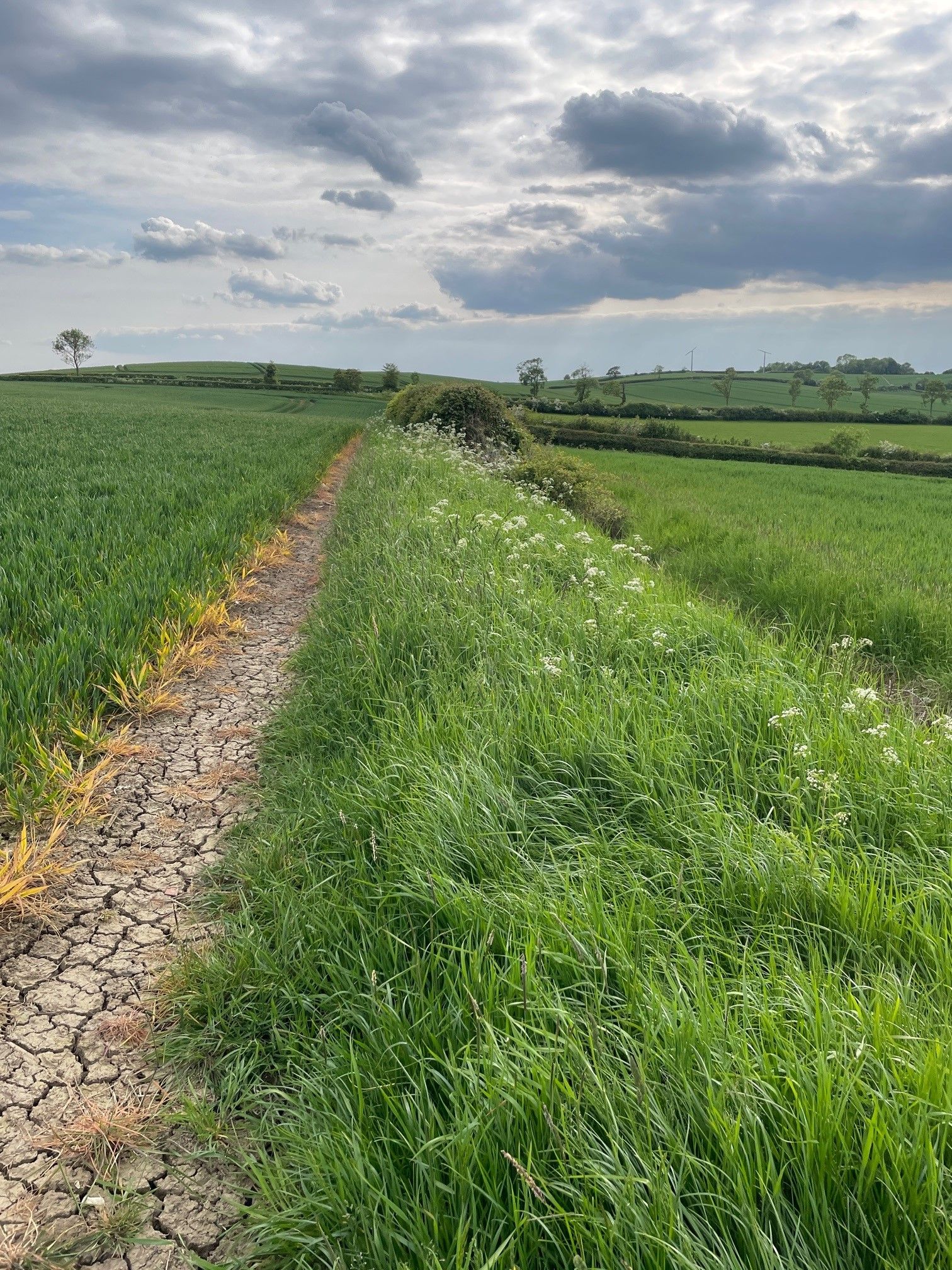 Strollers, Napton Lower Fields 'Airfield' - Ramblers