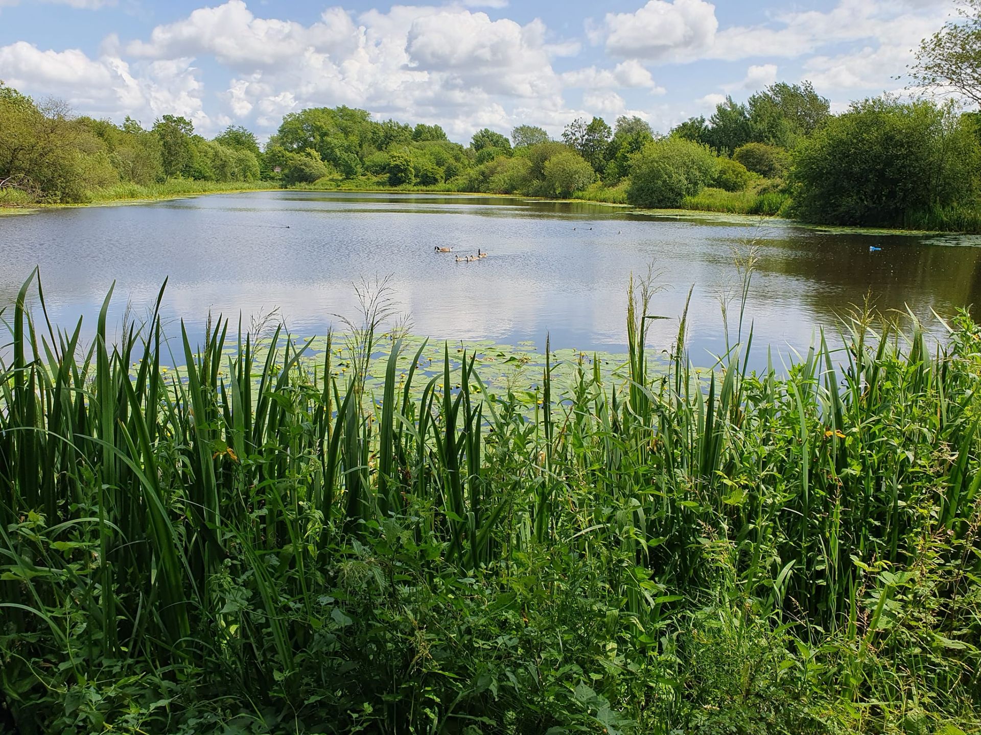 Evening Walk: Highfield Country Park and the Secret Lake - Ramblers