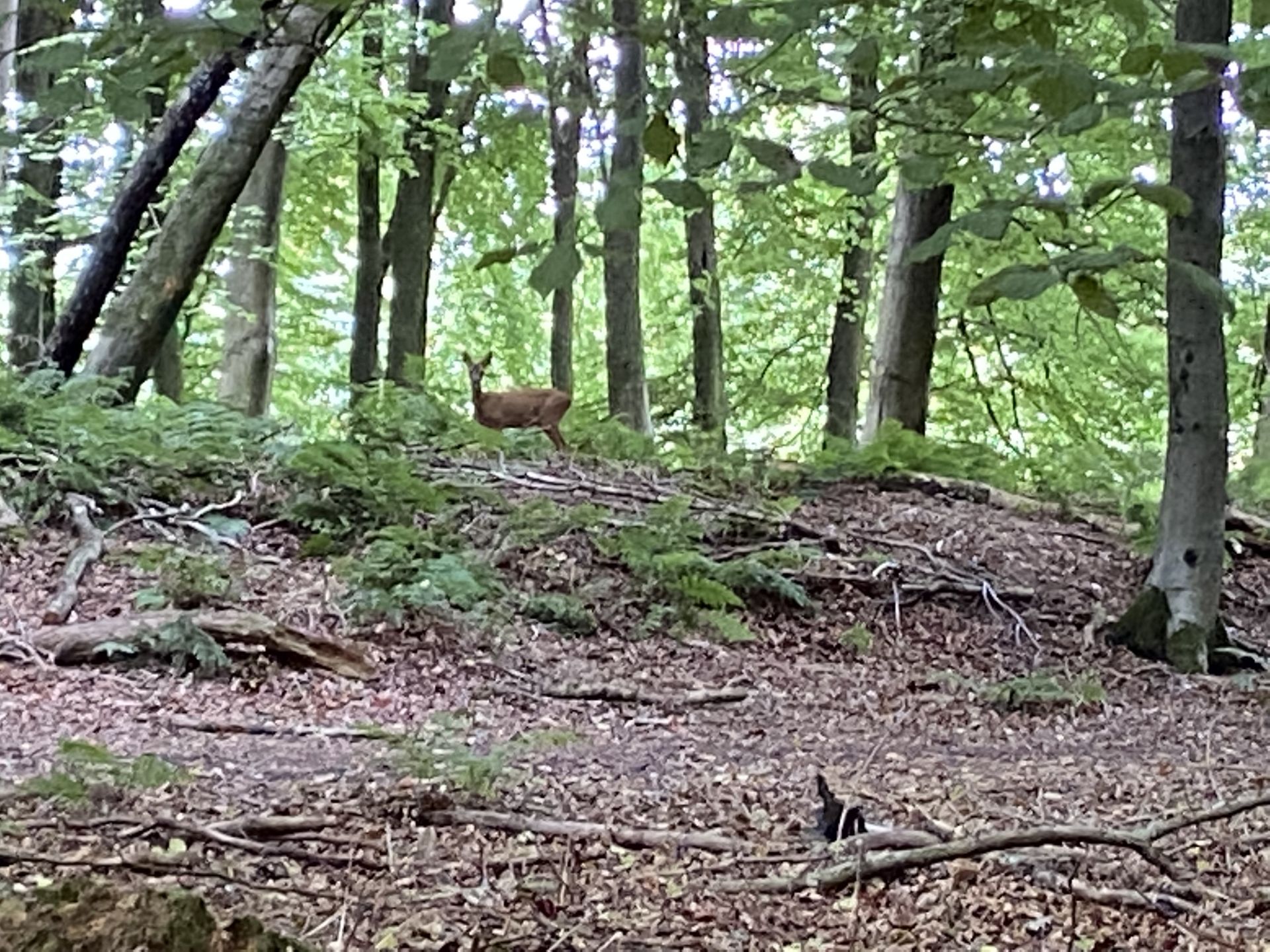 Leith Hill explorer - Ramblers