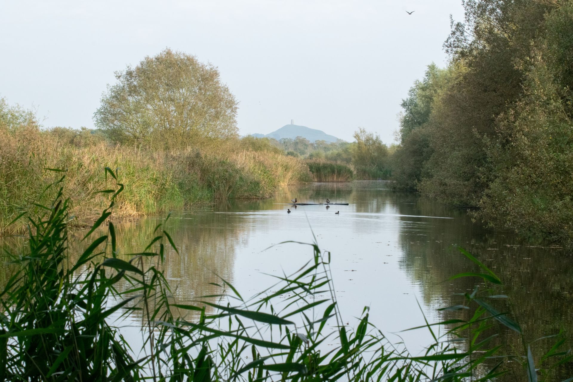 Ham Wall Murmuration - Ramblers