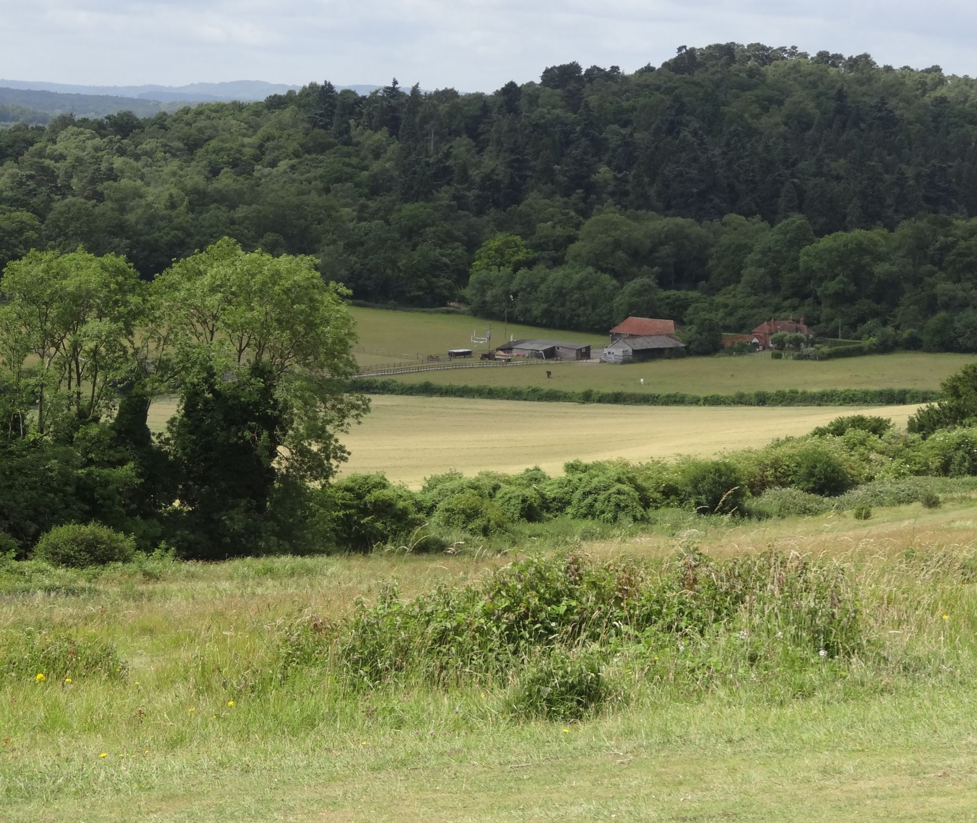 Newlands Corner, St Martha's and Walnut Tree Bottom - Ramblers