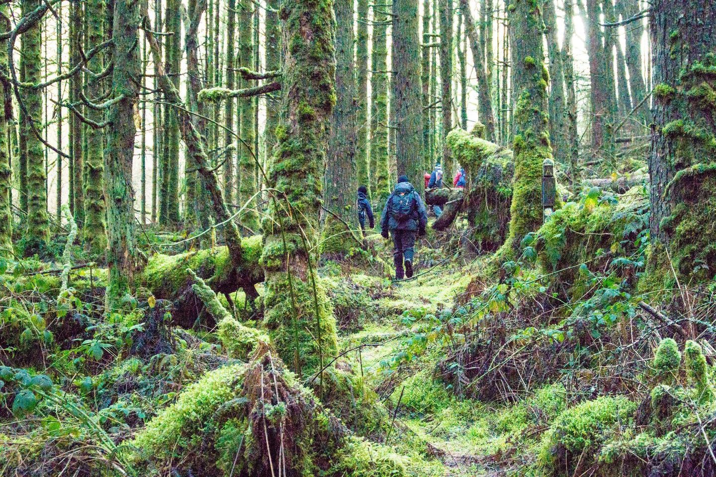 Abergorlech Forest Garden Walk - following tracks and paths with some ...