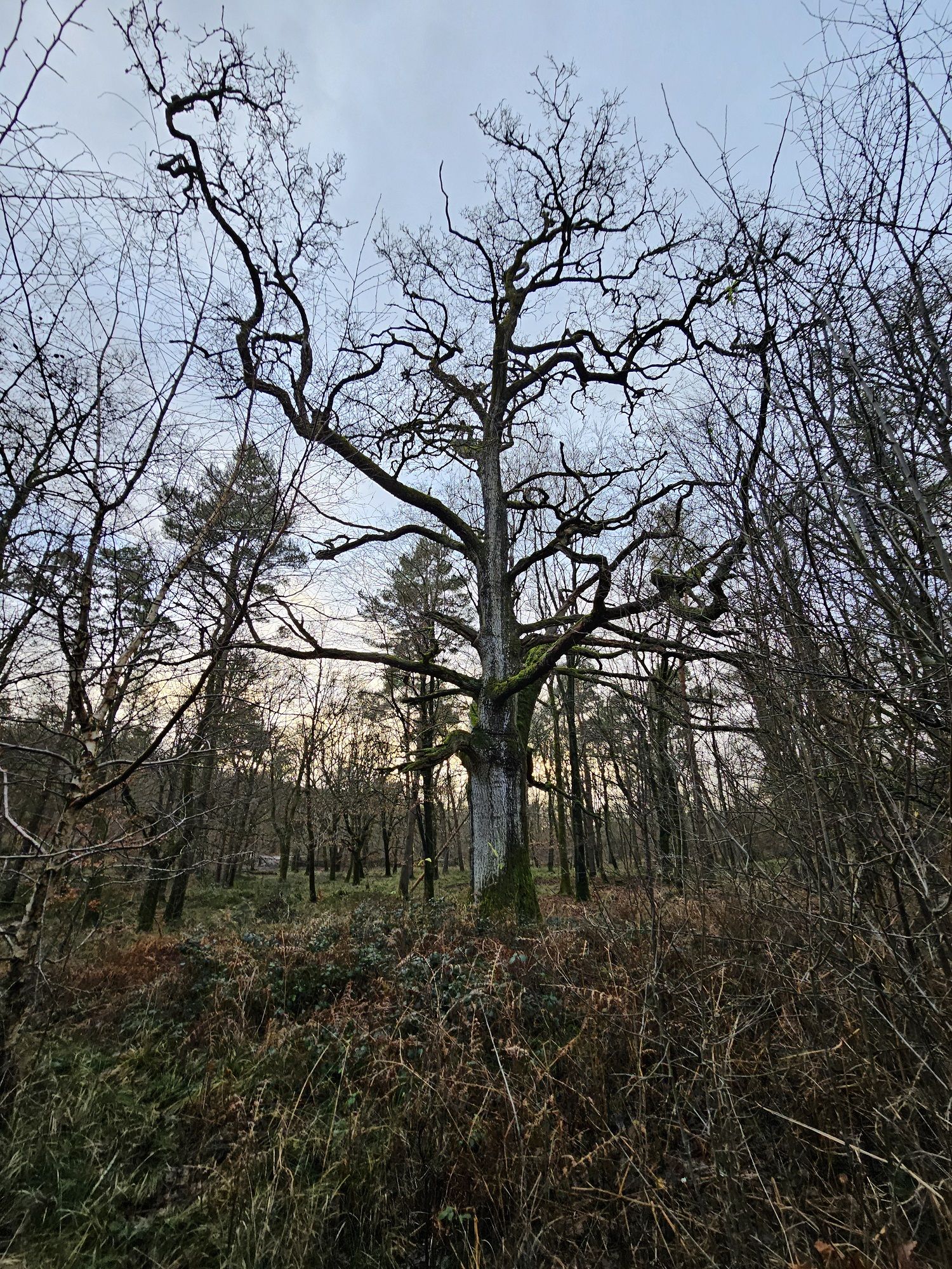 Marlborough, Kennet Valley and Savernake Forest - Ramblers