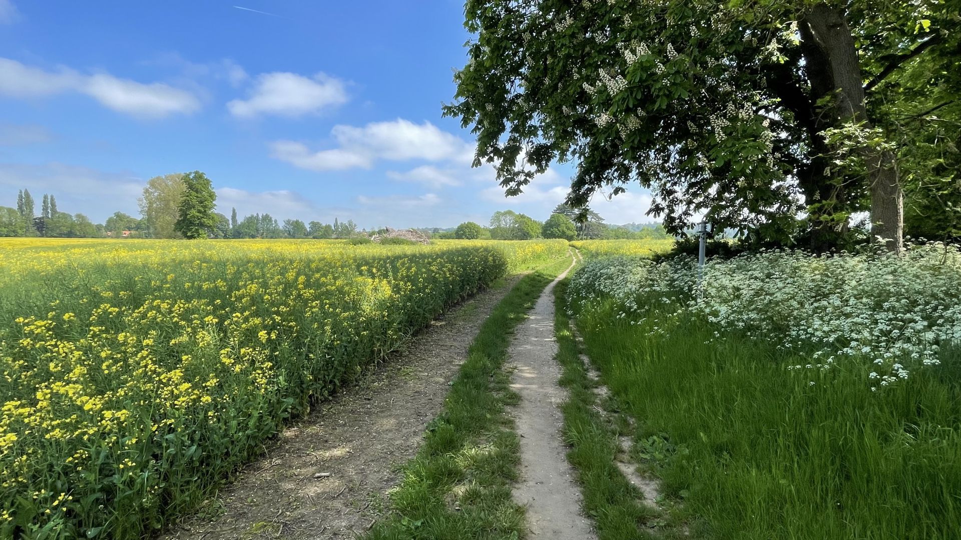 Thames Path and Old Windsor - Ramblers