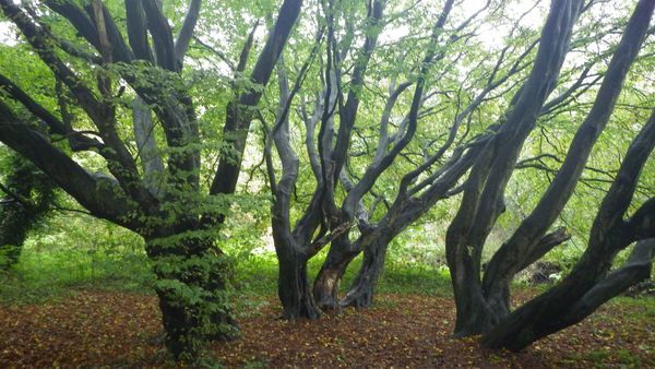 SLOW WALK: Hough End woods and Fallowfield Loop - Ramblers
