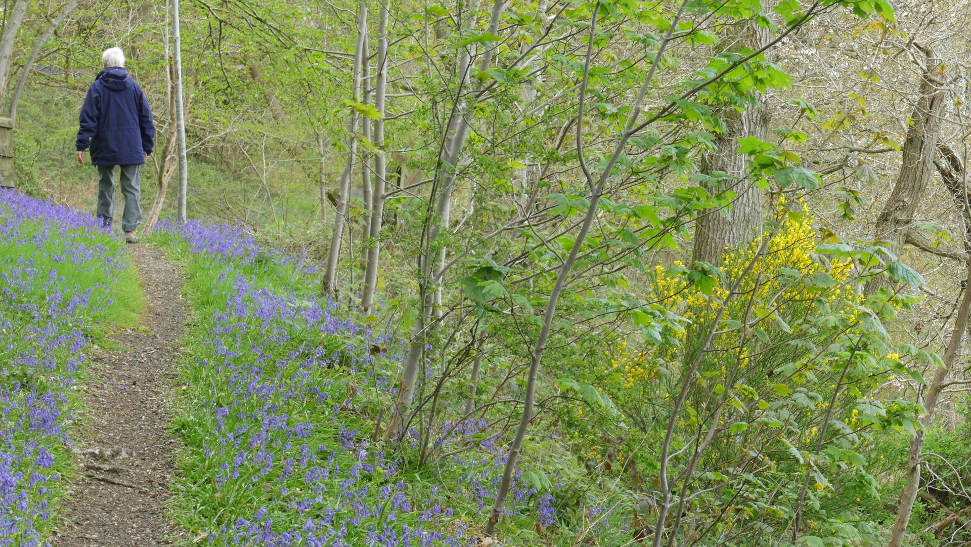 Canal & Gaer Fawr 21st Apr 2024 - Ramblers
