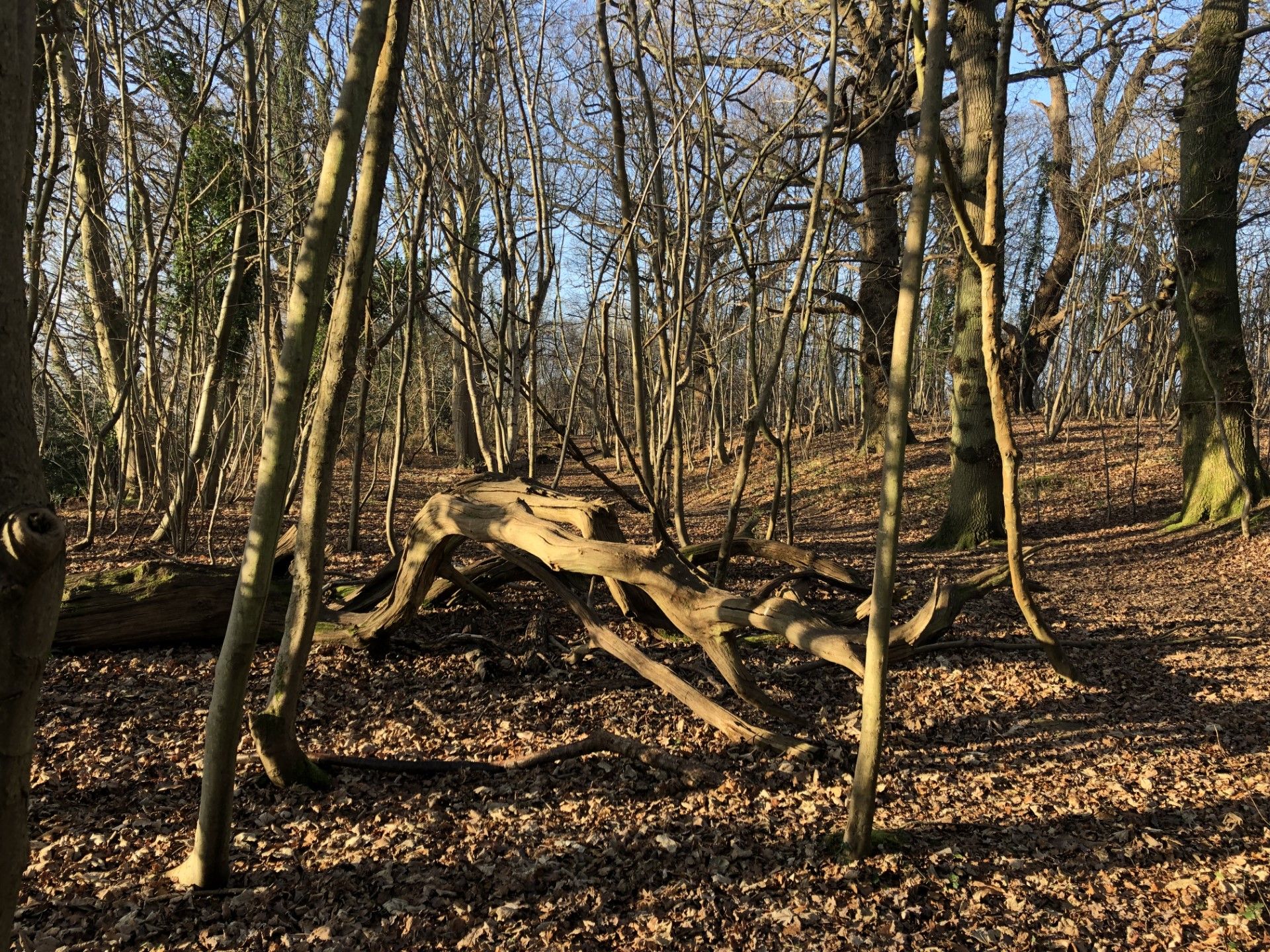 Holly Hill Woodland Park - North (local grade C) - Ramblers