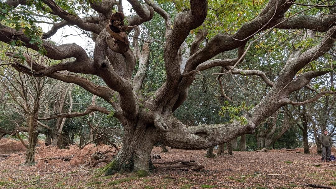 THE ELEPHANT OAK - Ramblers