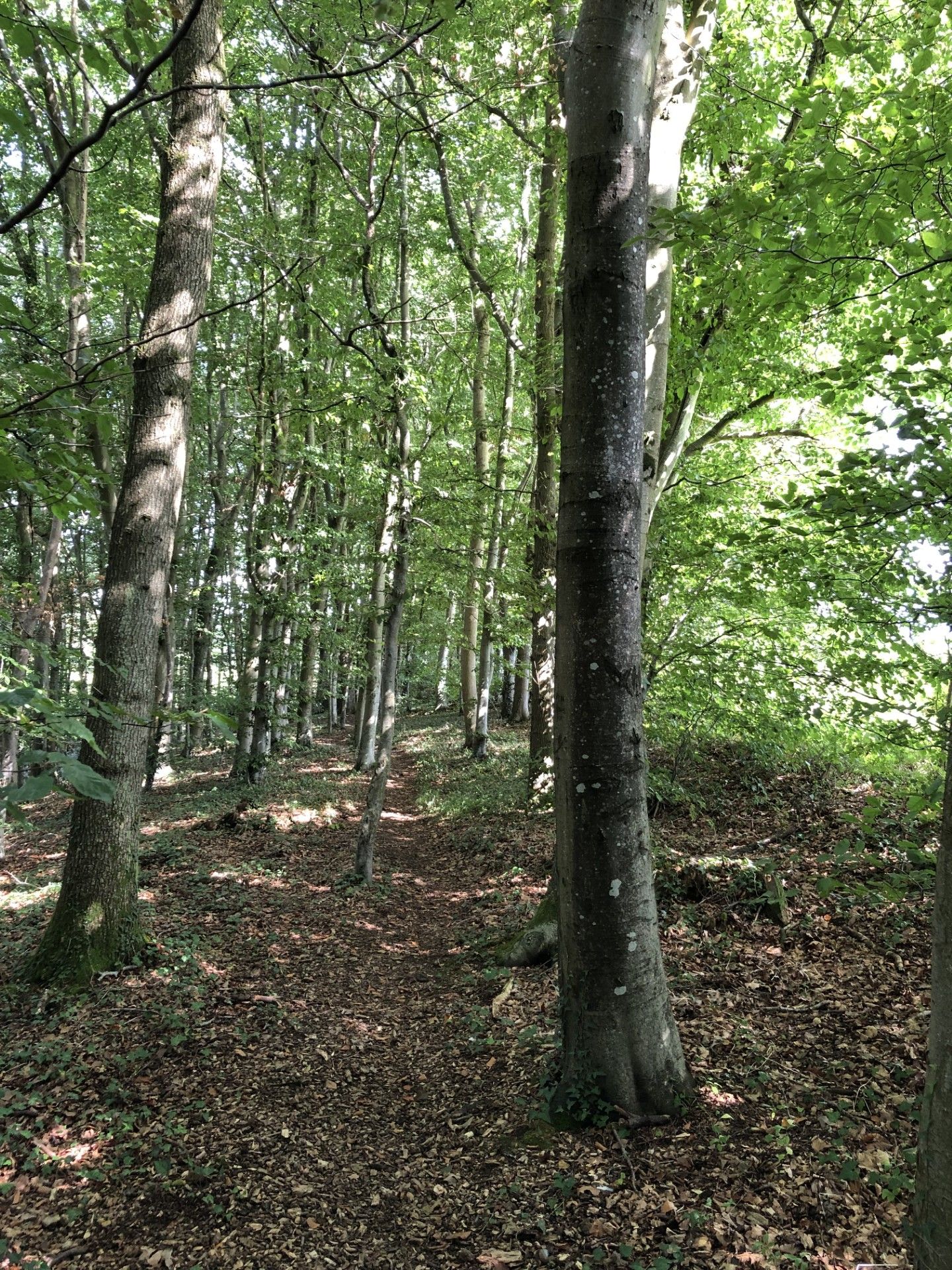 Creech Wood (local grade C) - Ramblers