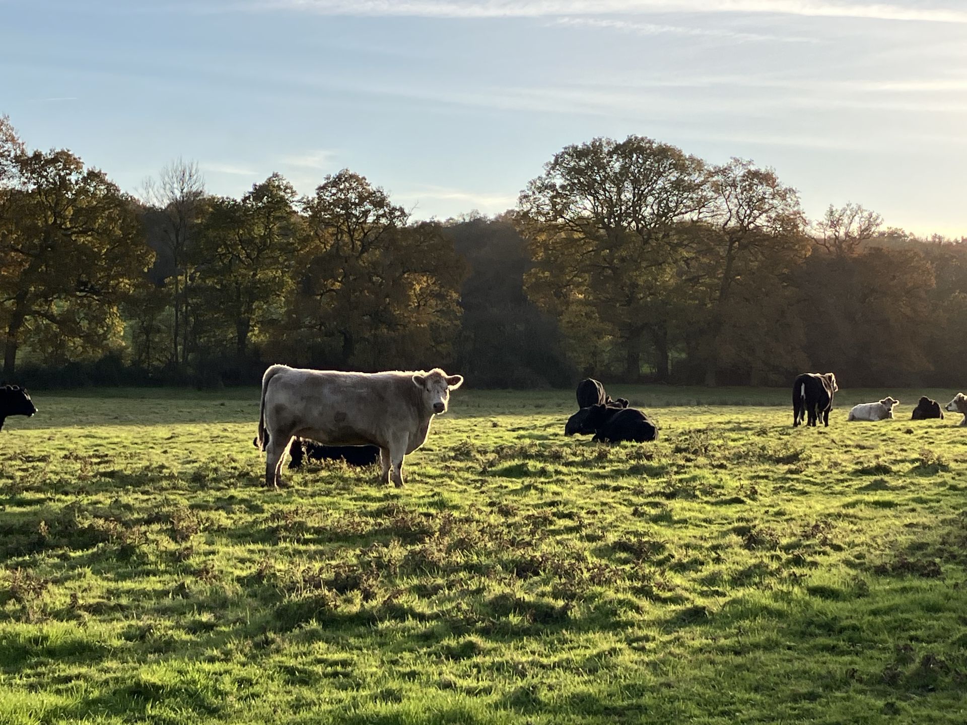 Bayford Circular: a Spring walk in Hertfordshire - Ramblers