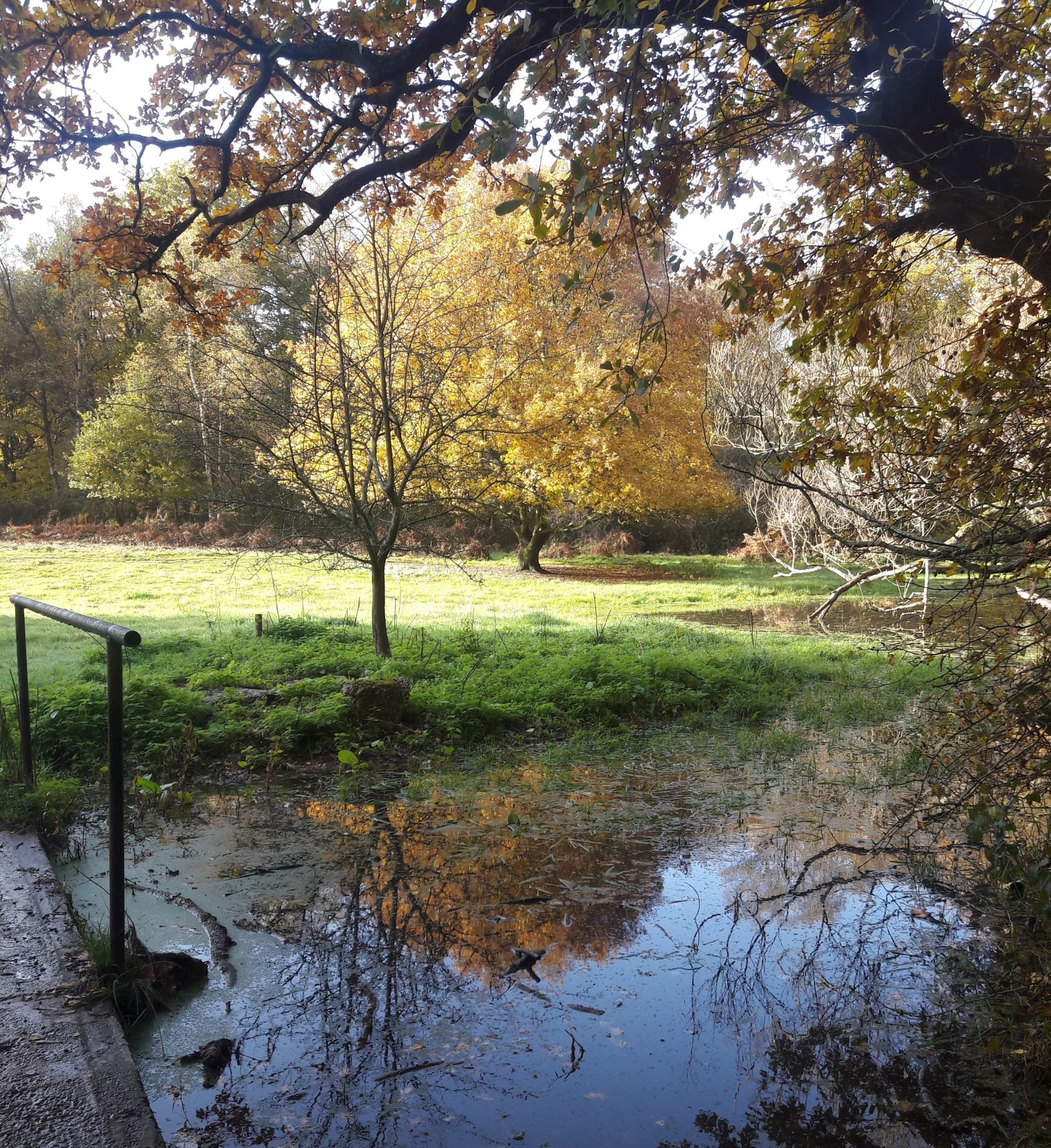 Ruislip Woods - Ramblers
