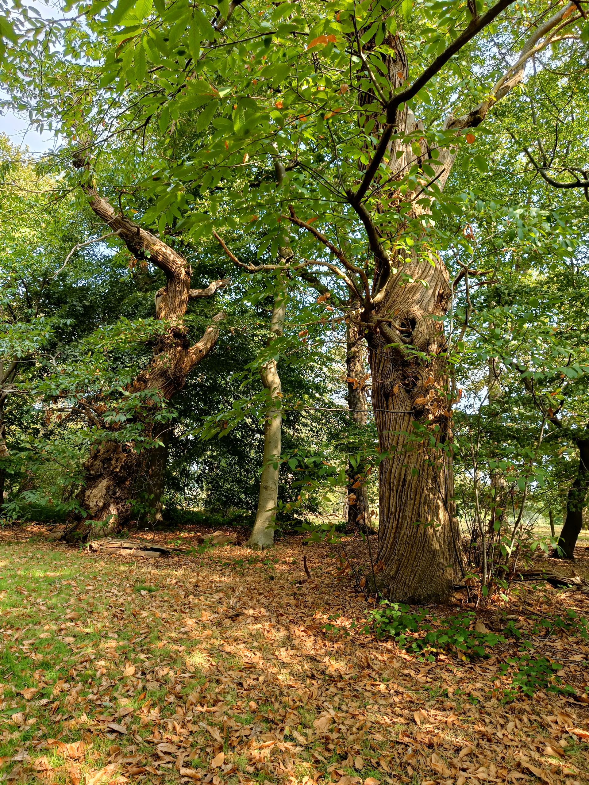 Winterfold Forest - Ramblers