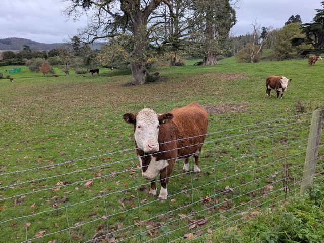 Holme Lacy - Ramblers