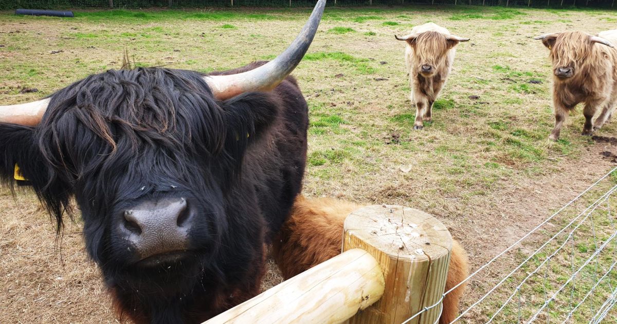 How to walk through a field of animals - Ramblers