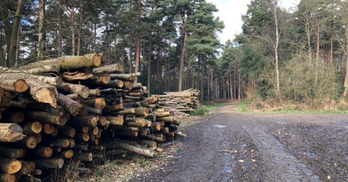 Angley Wood, Cranbrook - 9am