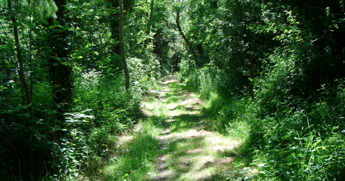 Wardrop Plantation