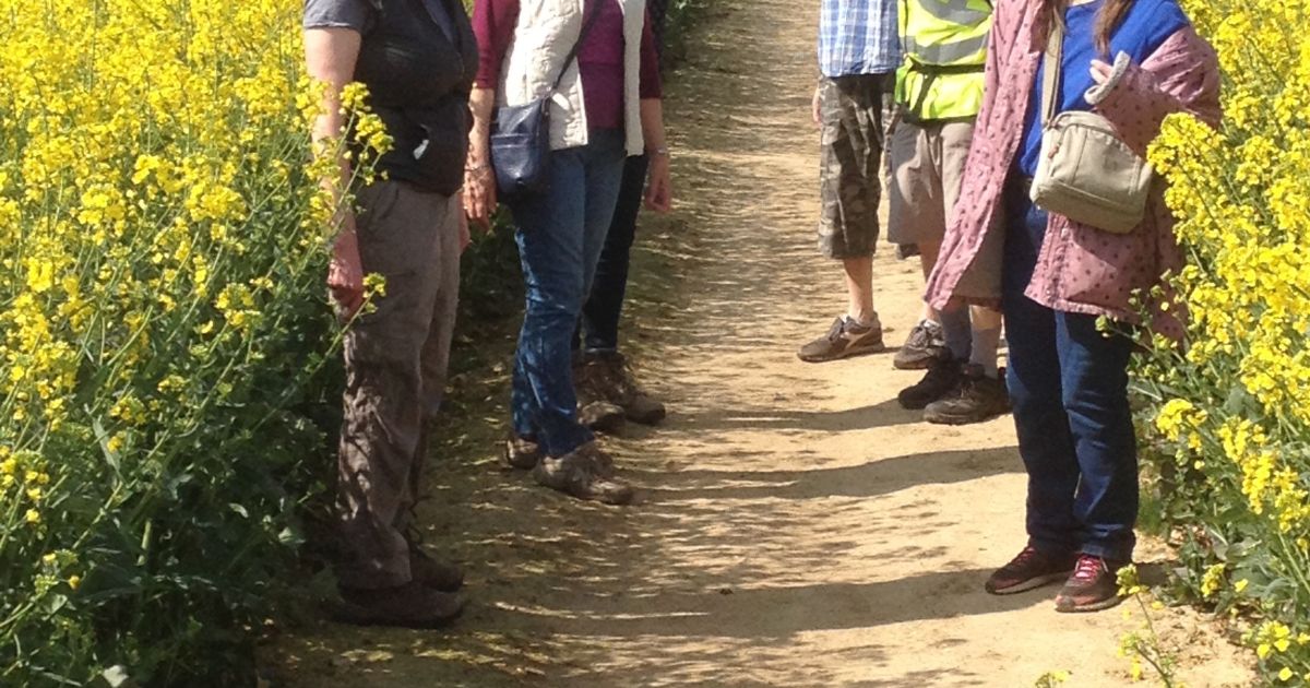Felland Copse or Viewpoint