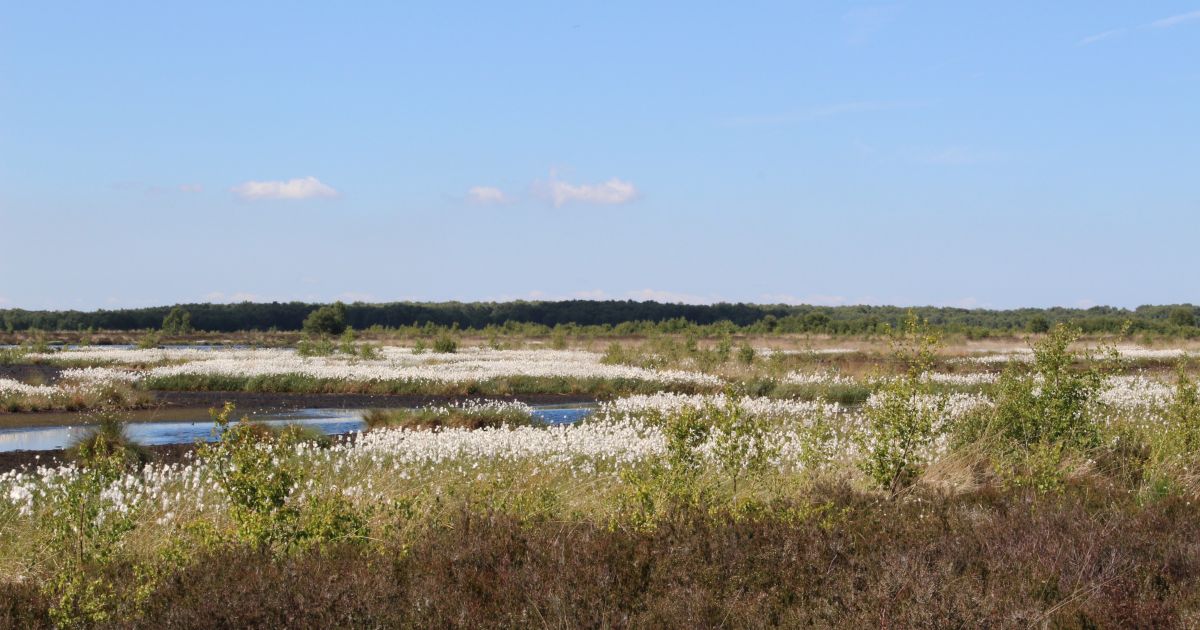 Hatfield Moors Walk (afternoon)