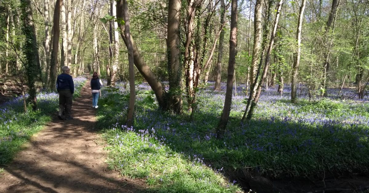Sandall Beat Woods