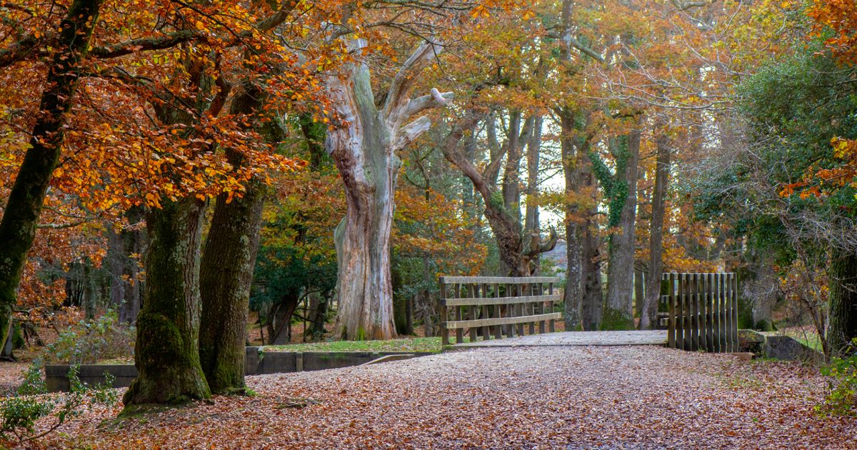 The ultimate guide to autumn woodland walks - Ramblers