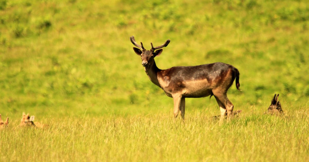 9 great wildlife walks for the whole family - Ramblers