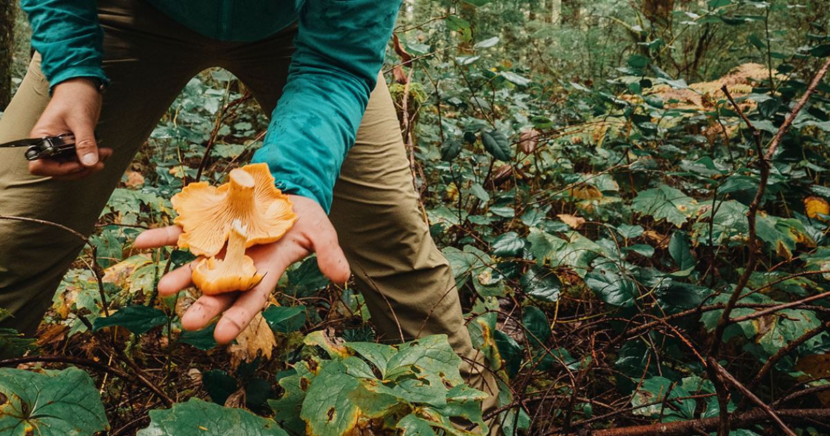 5 foraging tips to try on your next walk - Ramblers
