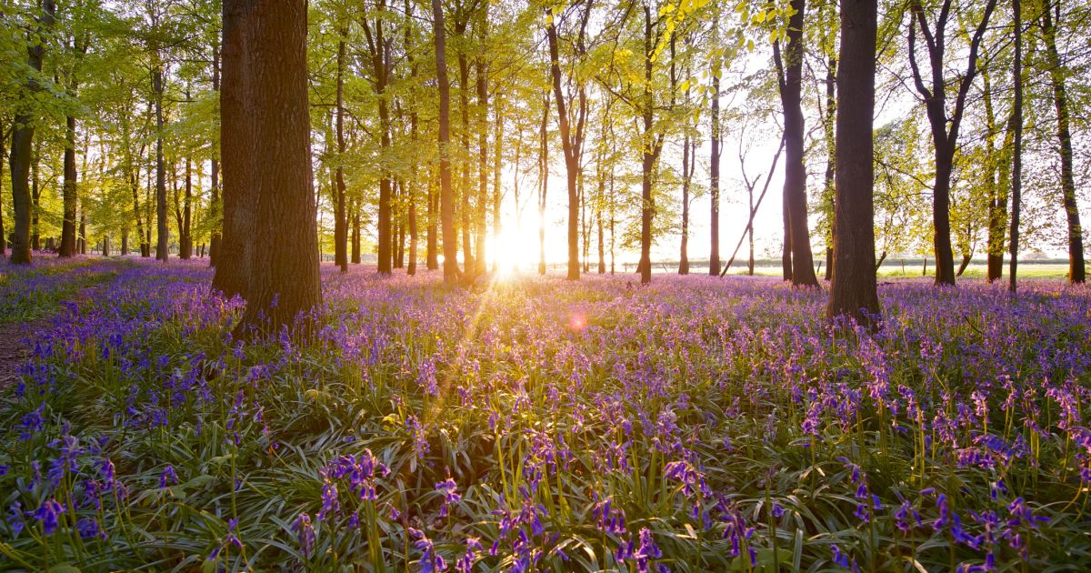10 brilliant bluebell walks - Ramblers