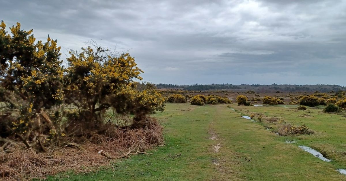 Whitefield Moor through Hincheslea Bog to Horseshoe Bottom - Ramblers