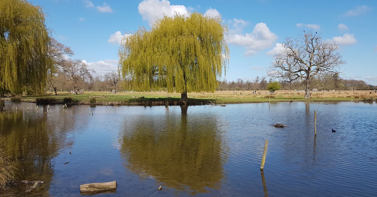 Heron and Leg O'Mutton ponds