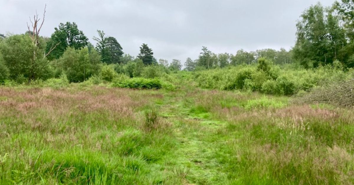 Worplesdon & Whitmoor Common - Ramblers