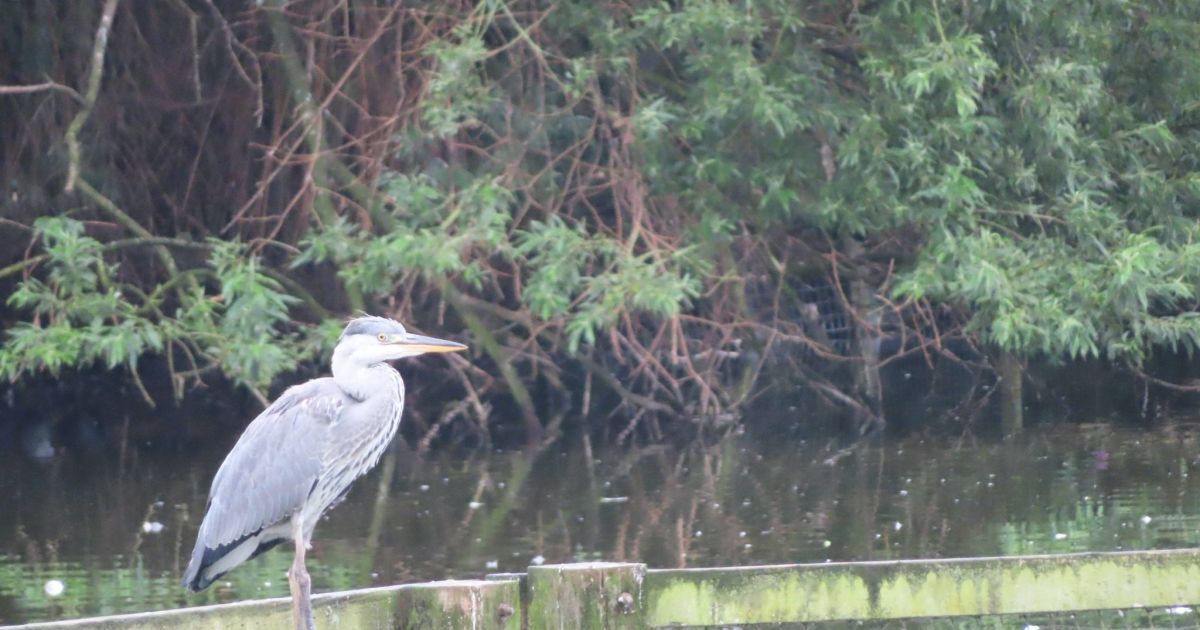 Welwyn Garden City Centenary Walk (12.6 miles / 20.20km - Moderate ...