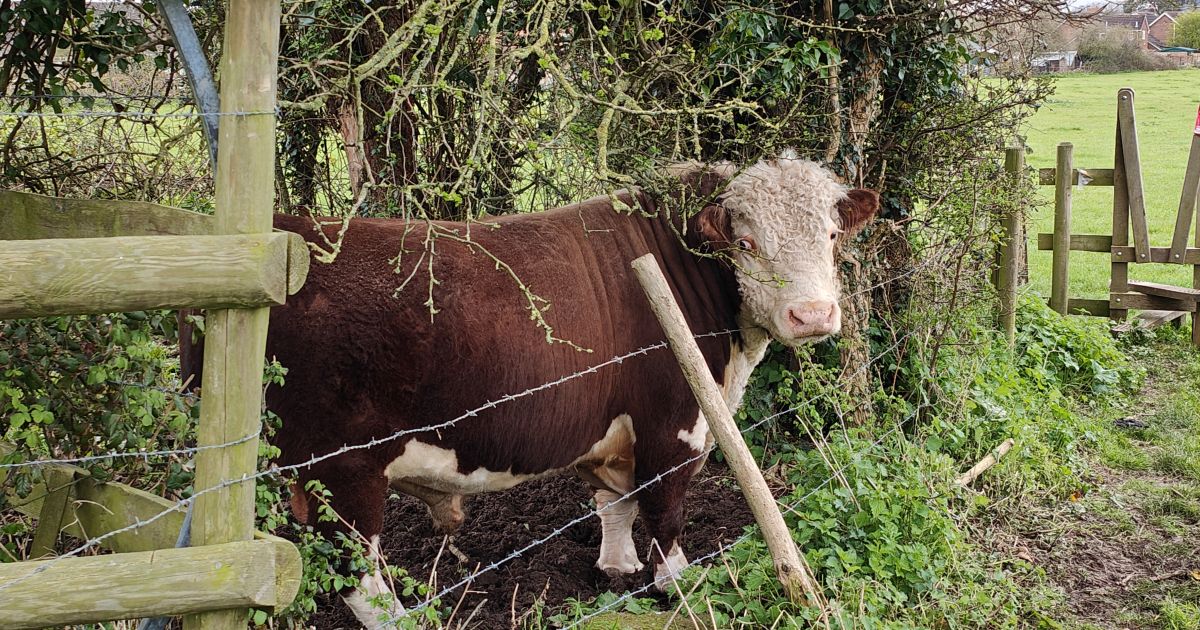 Badbury Rings, Shapwick and White Mill - Ramblers