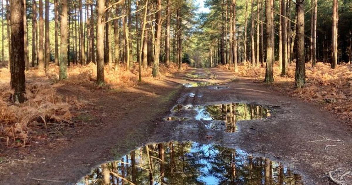 Thursday 6 July 2023 - Bagshot Heath - Ramblers