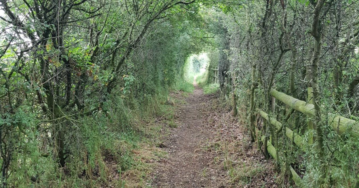 Bicknacre Short Walk - Ramblers