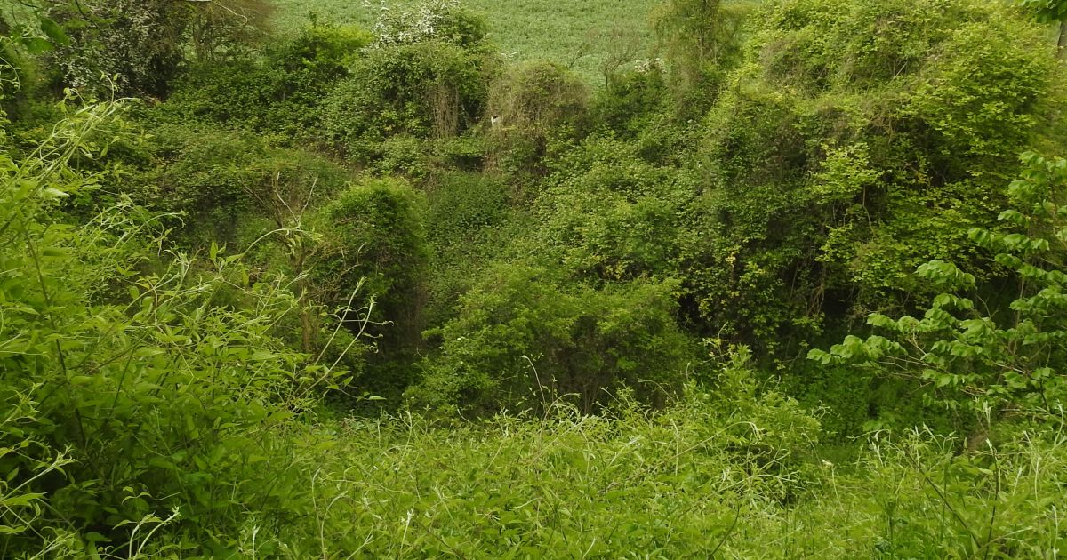 Devil's Ditch circular - Ramblers