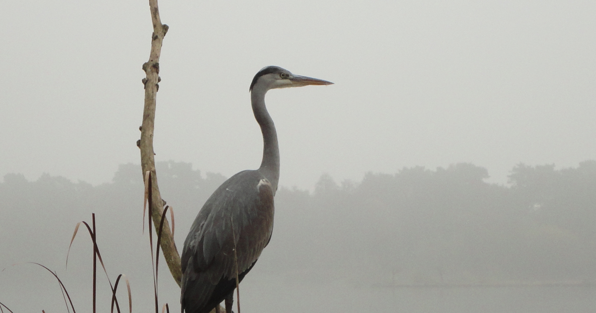 Fleet Pond Short Walk - Ramblers