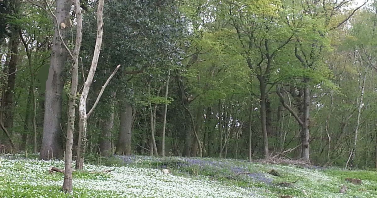 Short Walk: Sutton Park - Ramblers