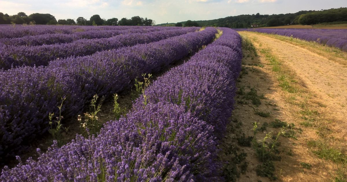 Godden Green figure of eight Wed 5 July - Ramblers