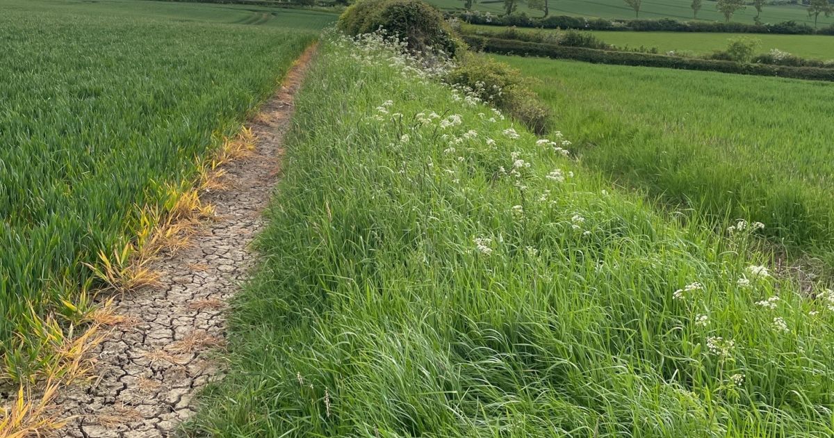 Paths and Pubs, Napton Lower Fields 'Airfield' - Ramblers