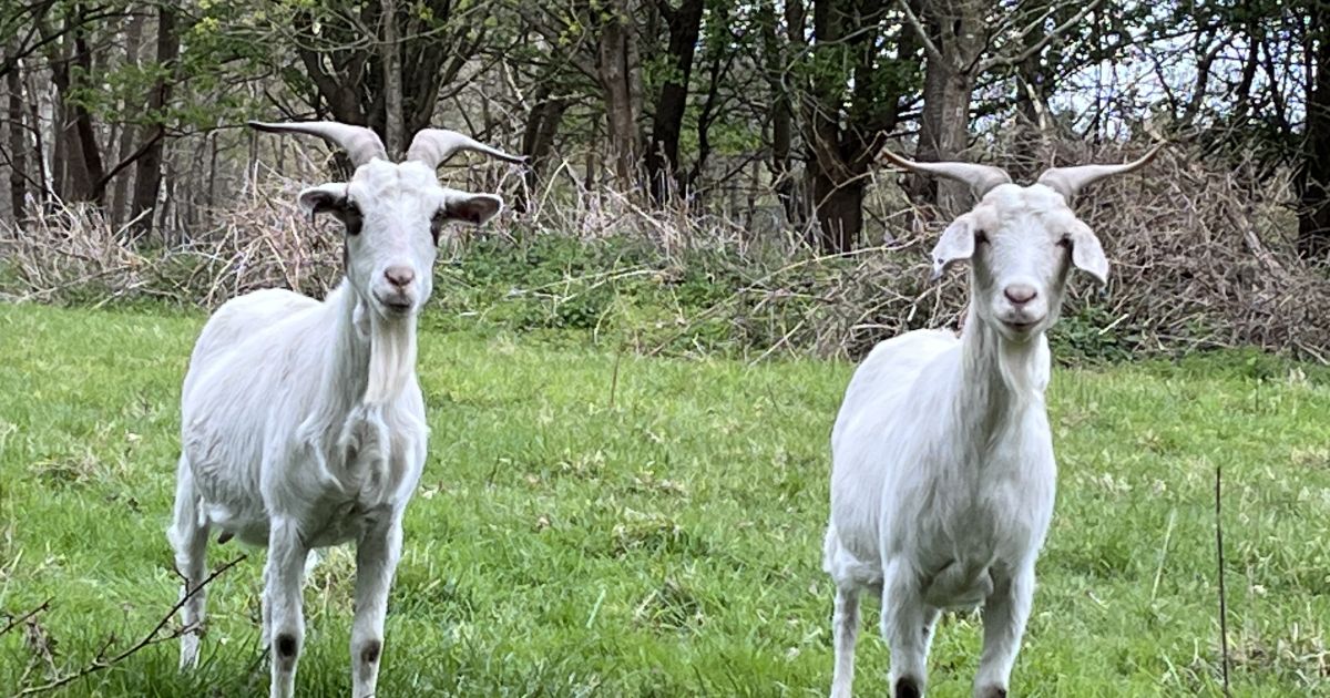 A circular walk from Pirbright via Merrist Wood, the Fox Way, Henley ...