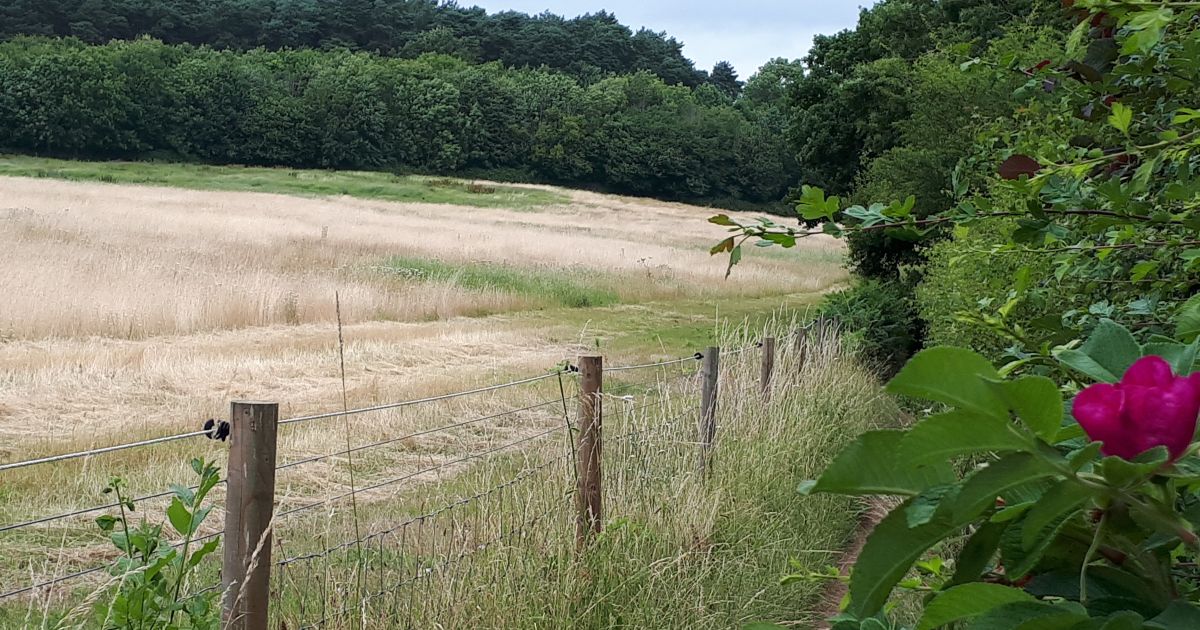 4th August 2023 Chinthurst and Bramley - Ramblers