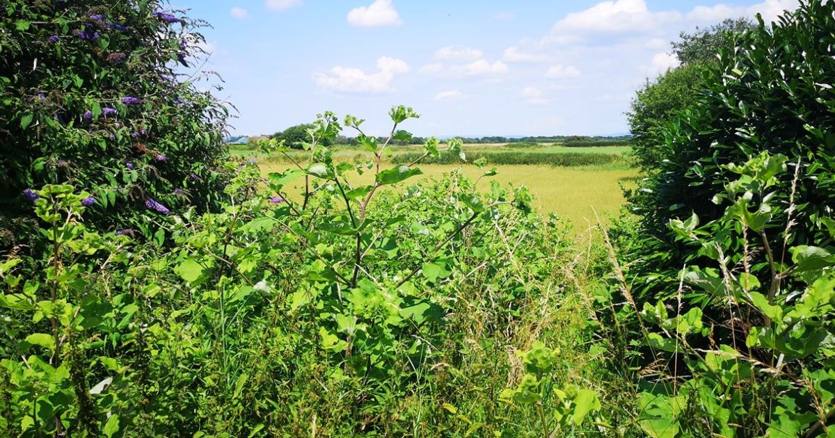 Irlam, Chat Moss, Prince’s Park, Linear Park. - Ramblers