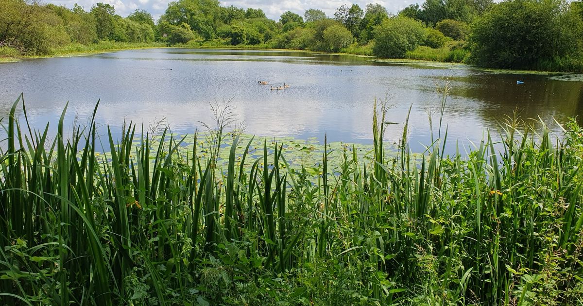 Evening Walk: Highfield Country Park and the Secret Lake - Ramblers